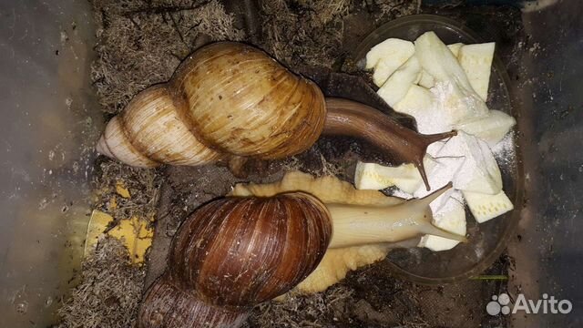 Улитка Ахатина Фулика 2 шт