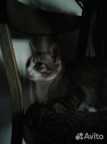 Котенек Рюк