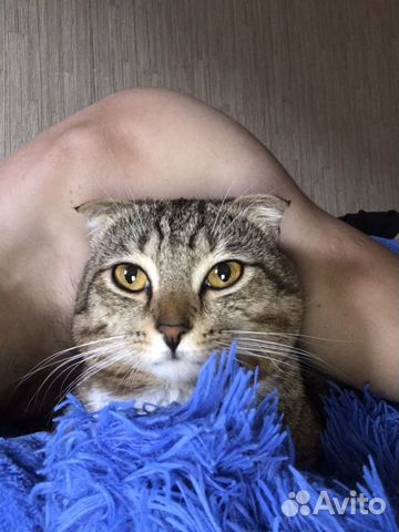 Шотланский вислоухий кот