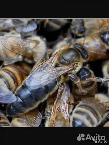 Матка пчелы