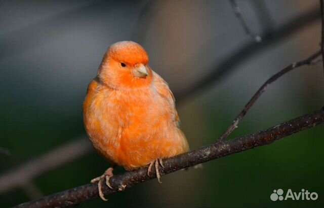 Кенара и канарейки