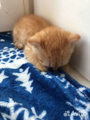 Вислоухий котёнок в добрые руки