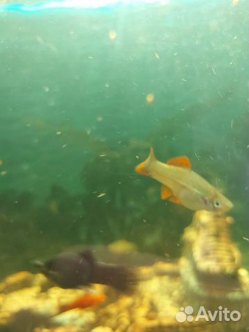 Меченосец зелёный