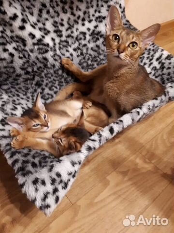 Абиссинская