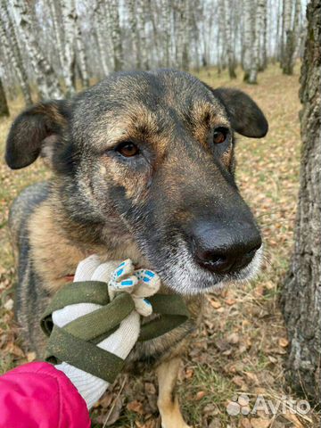 Собака Дунечка из приюта в дар