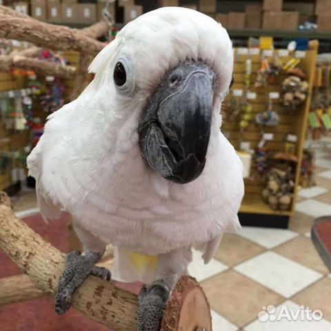 Какаду Альба