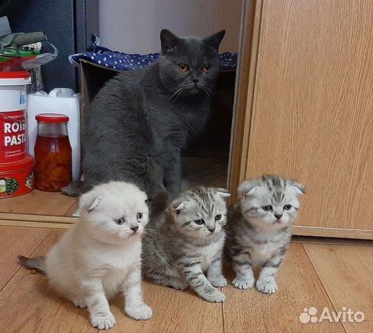 Шотландские вислоухие котята
