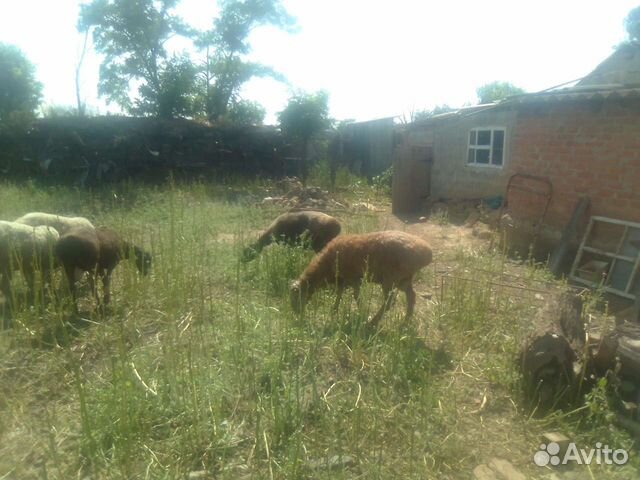 Баран рыжий