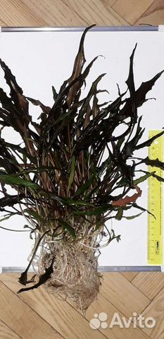 Криптокорина Вендта коричневая