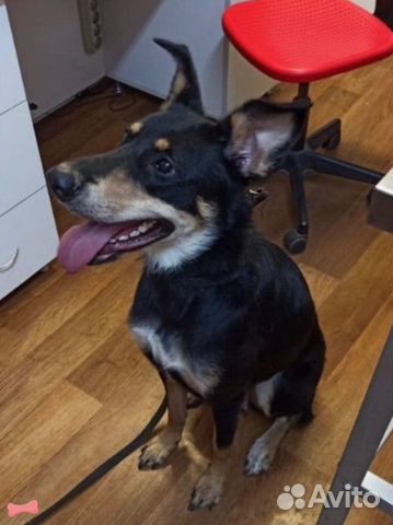 Собака Гречка ищет дом