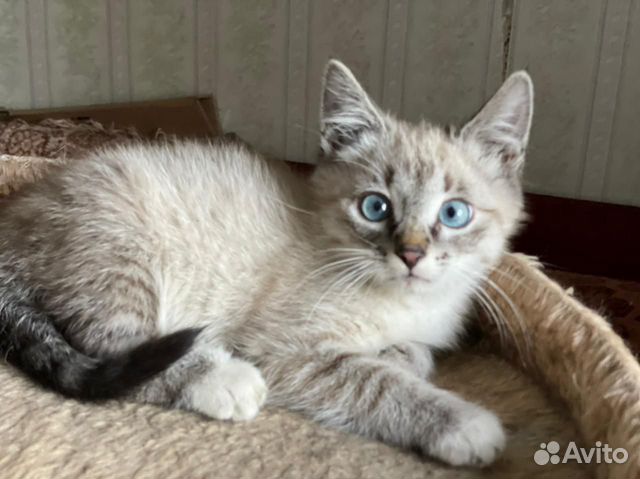 Шикарный голубоглазый малыш Маркус 2 мес ищет дом