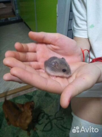 Джунгарский хомяк