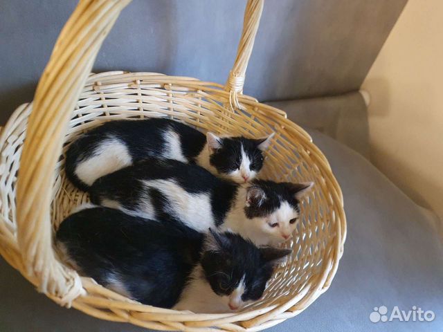 Котята в добрые руки