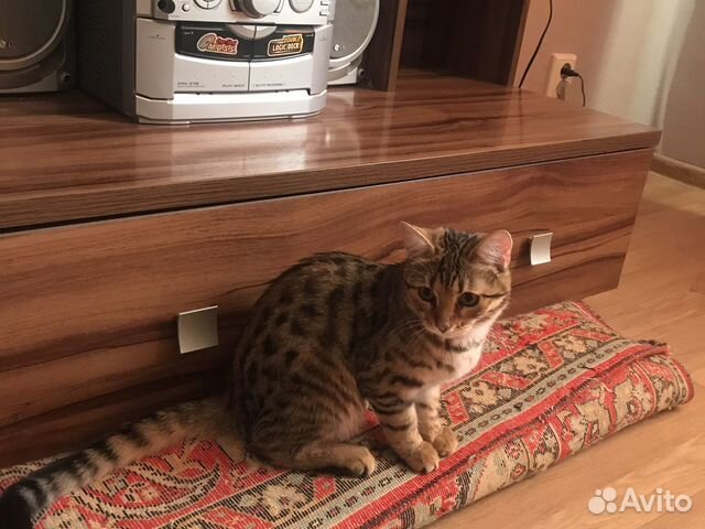 Бенгальская кошка