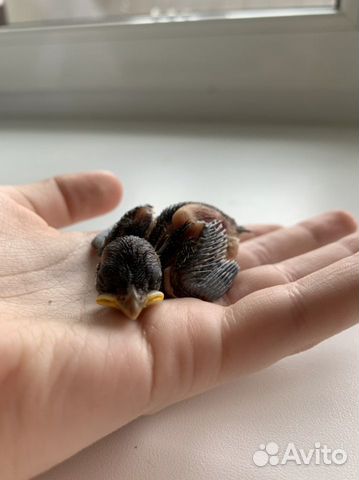 Птенец воробья