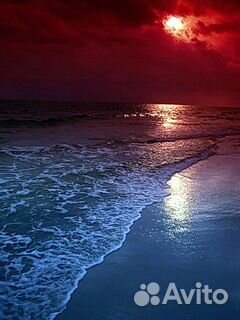 Корова стельная