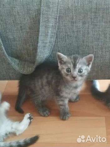 Котёнок Британец. Девочка