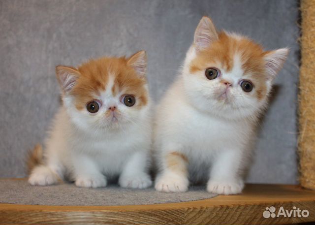Котята экзоты из питомника