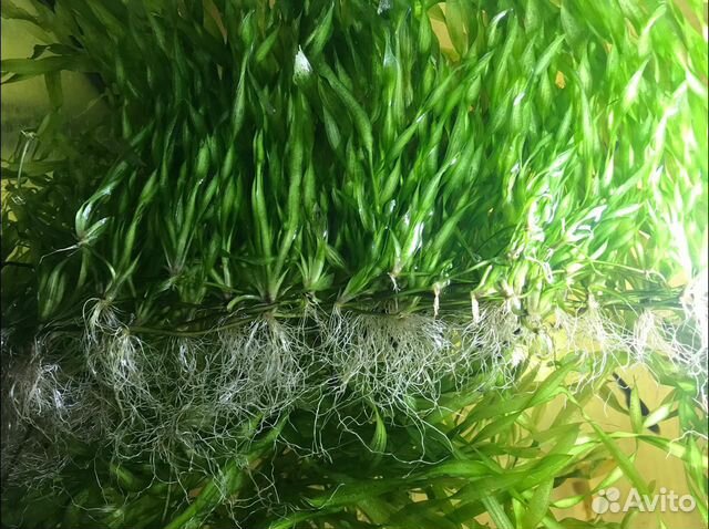 Валиснерия спиралевидная