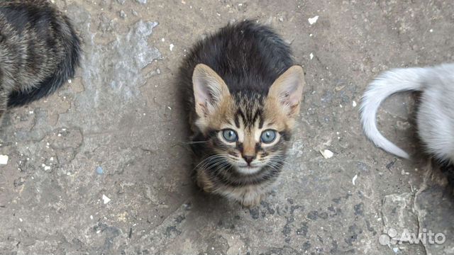 Котята в хорошие руки