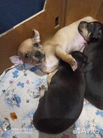 Маленькие собаки