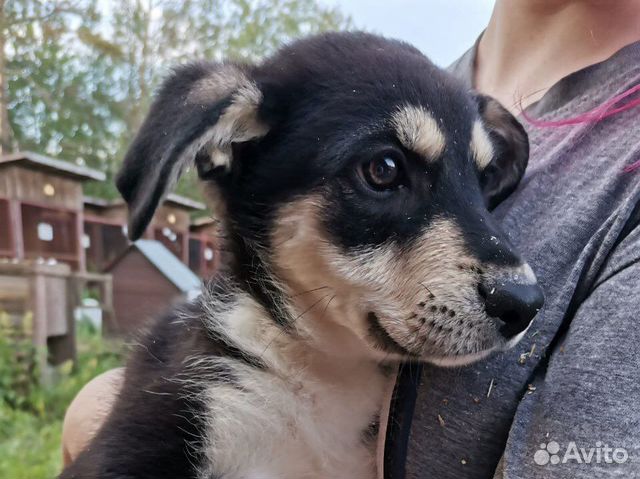 Нежная девочка щенок подарит много любви и ласки