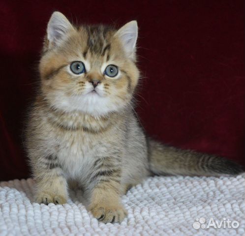 Британцы, драгоценные окрасы