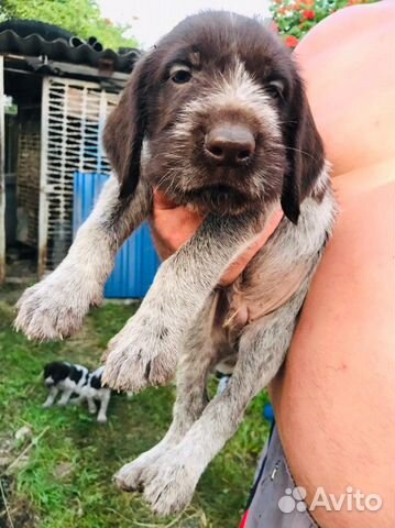 Дратхар продаю