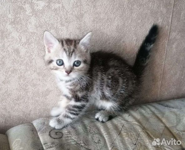 Шотландские котята