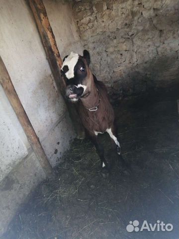 Телята телочки