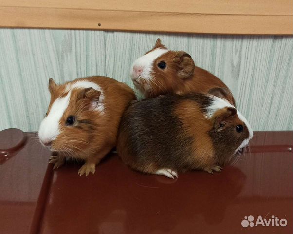 Морская свинка