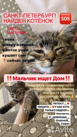 Котенок в добрые руки бесплатно