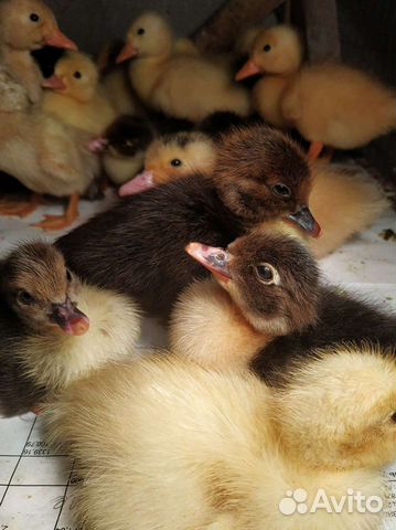 Индоутята, индюшата