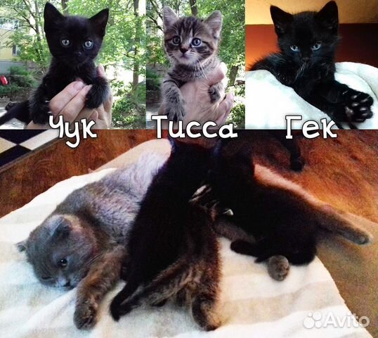 Тисса, Чук и Гек ждут новых хозяев