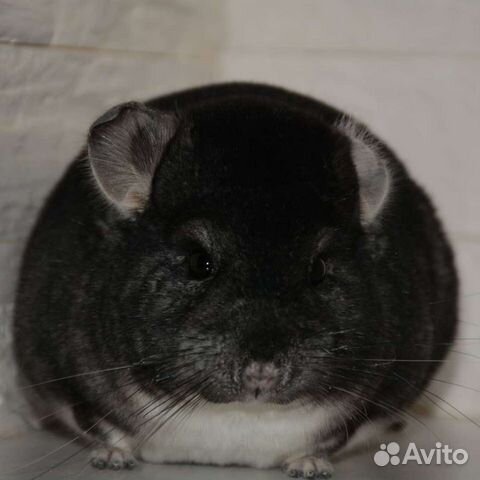 Шиншиллы для племенного разведения