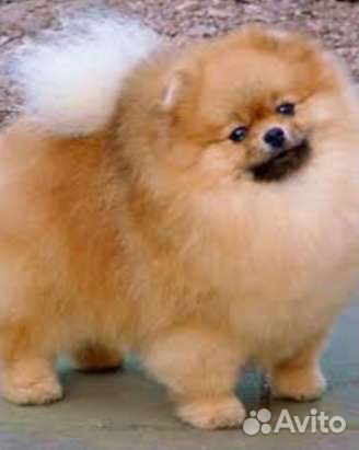 Возьму шпица