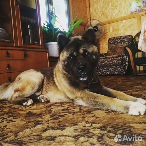 Кобель Американской Акиты вязка