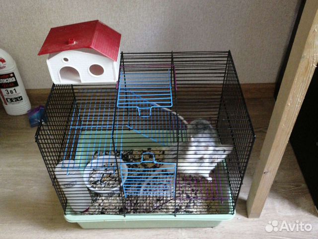 Милые крыски