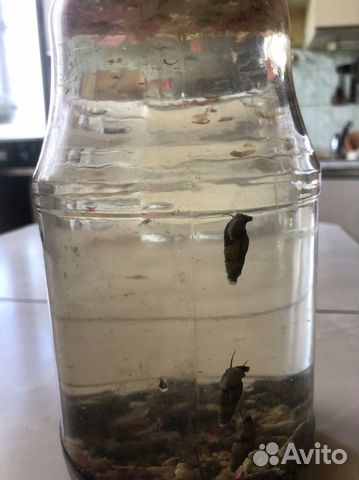 Улитки из аквариума бесплатно