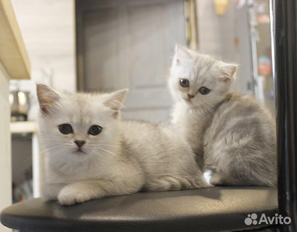 Британские плюшевые котята