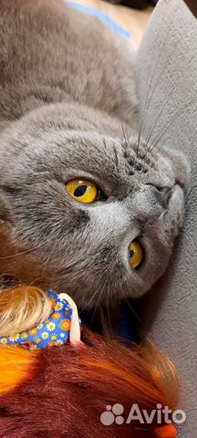 Кот Оскар
