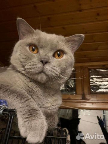 Алекс отдам в добрые руки. Доставка