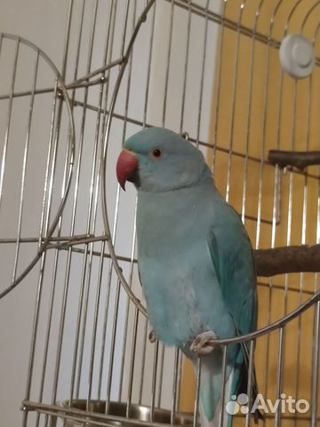 Ожереловый попугай (голубой)