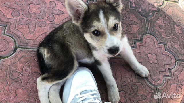 Щенок ищет дом