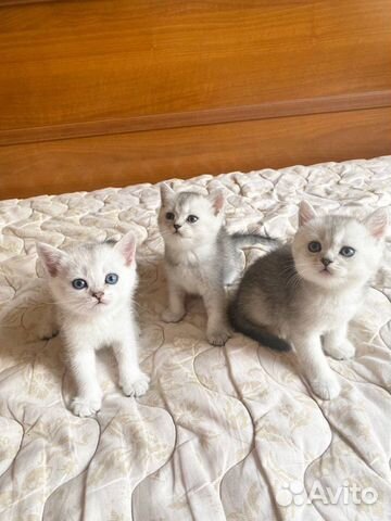 Шотландские котята