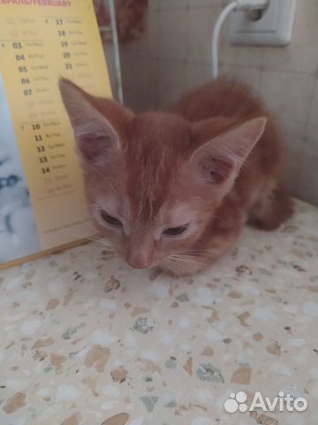 Котята