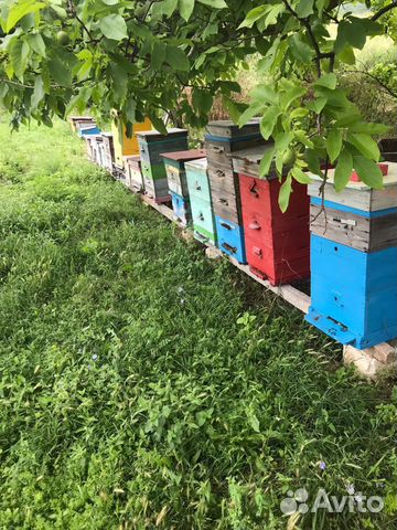 Пчёлы семьи Отводки Рои