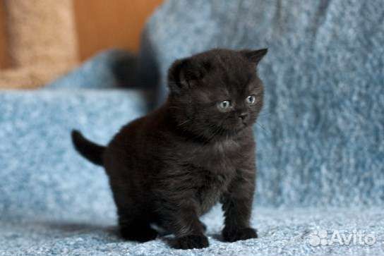 Котята шотладские девочка и мальчик