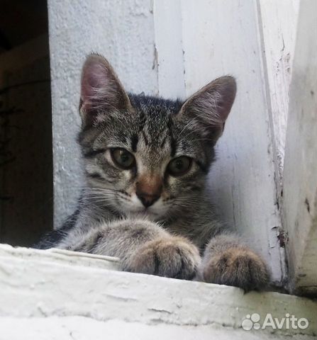 Котята 3.5 мес в добрые руки (мальчики)