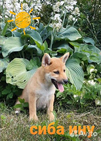 Девочка сиба ину